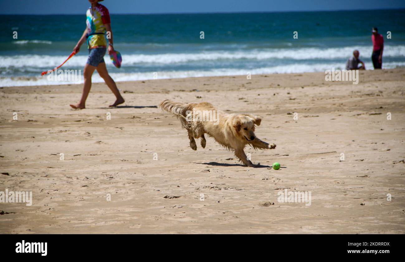 action photoshoot with dogs at the beach Stock Photo - Alamy