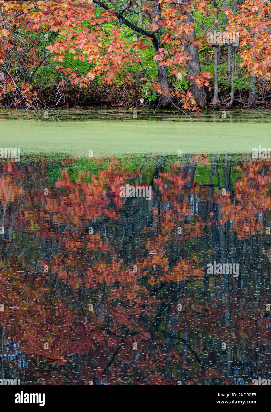 brilliant, fall, autumn, color, Maple, tree, reflects, water, lake, wet ...