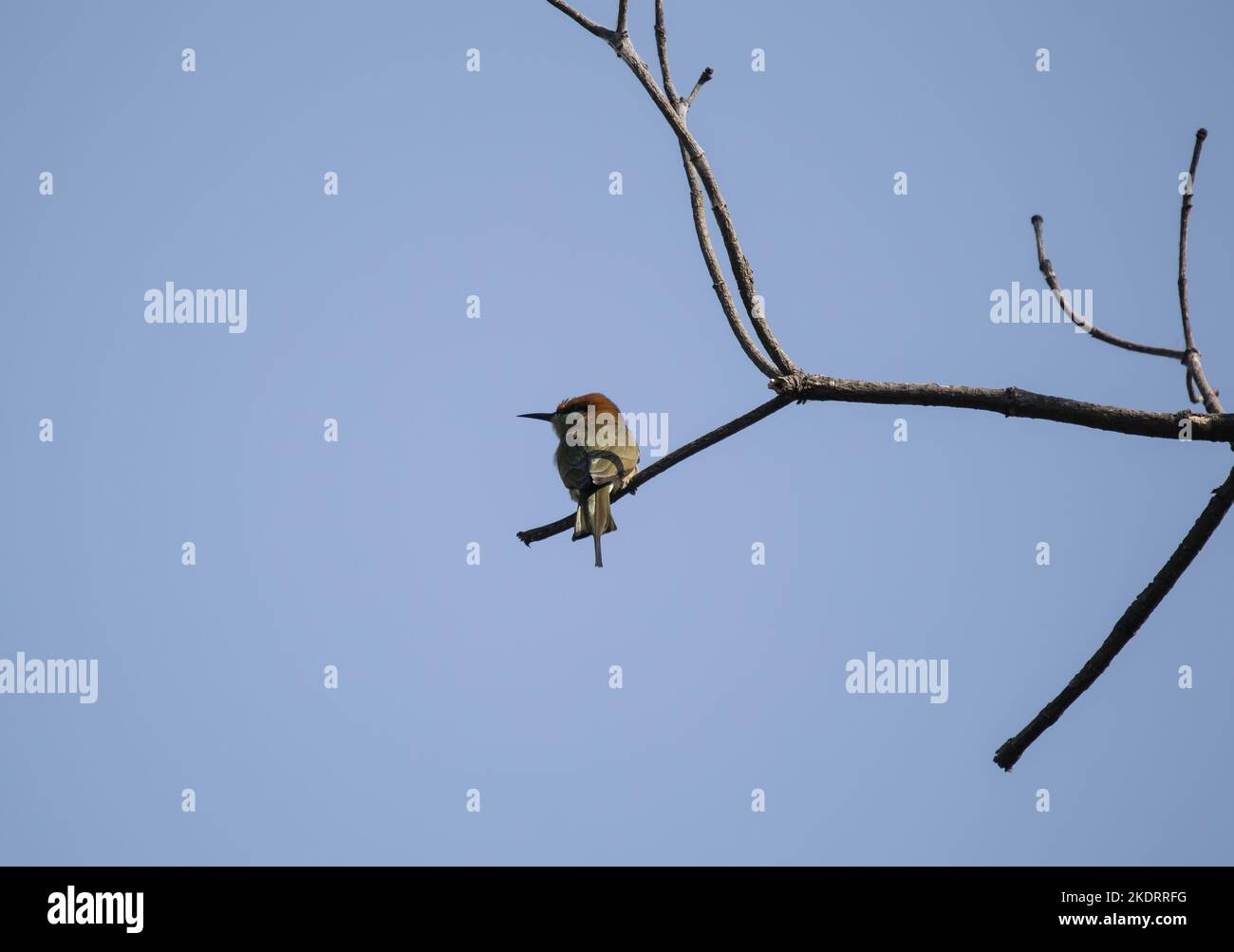 Red whiskered Bulbul Bird on Tree ,Pycnonotus jocosus Stock Photo - Alamy