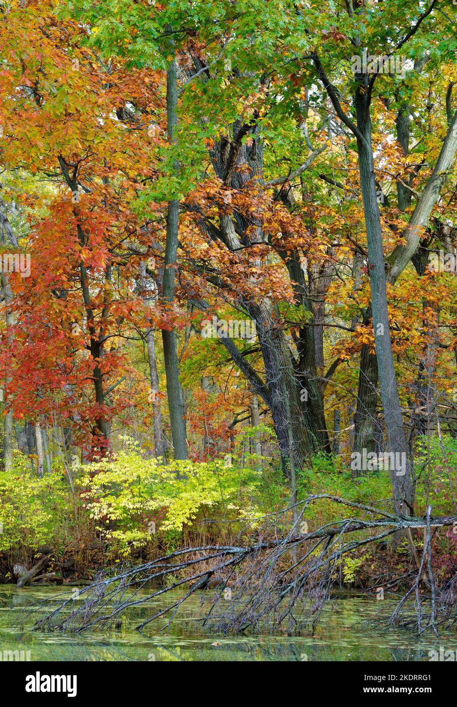An autumn hued forest fills the sky at the edge of Mark's Pond at Green ...