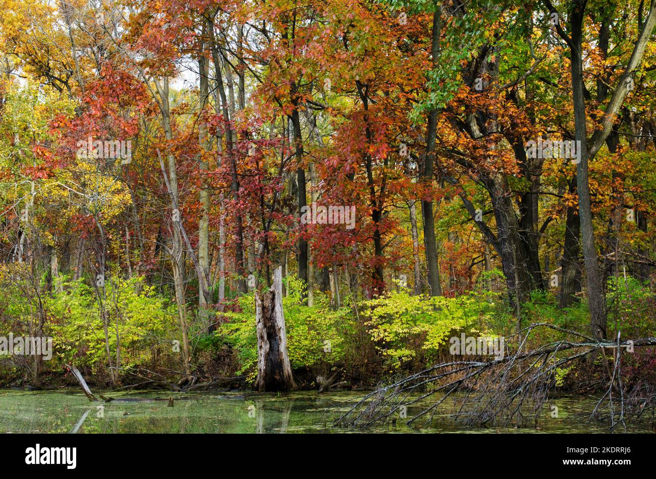 Fall color comes out along the shores of Mark's Pond at Greene Valley ...