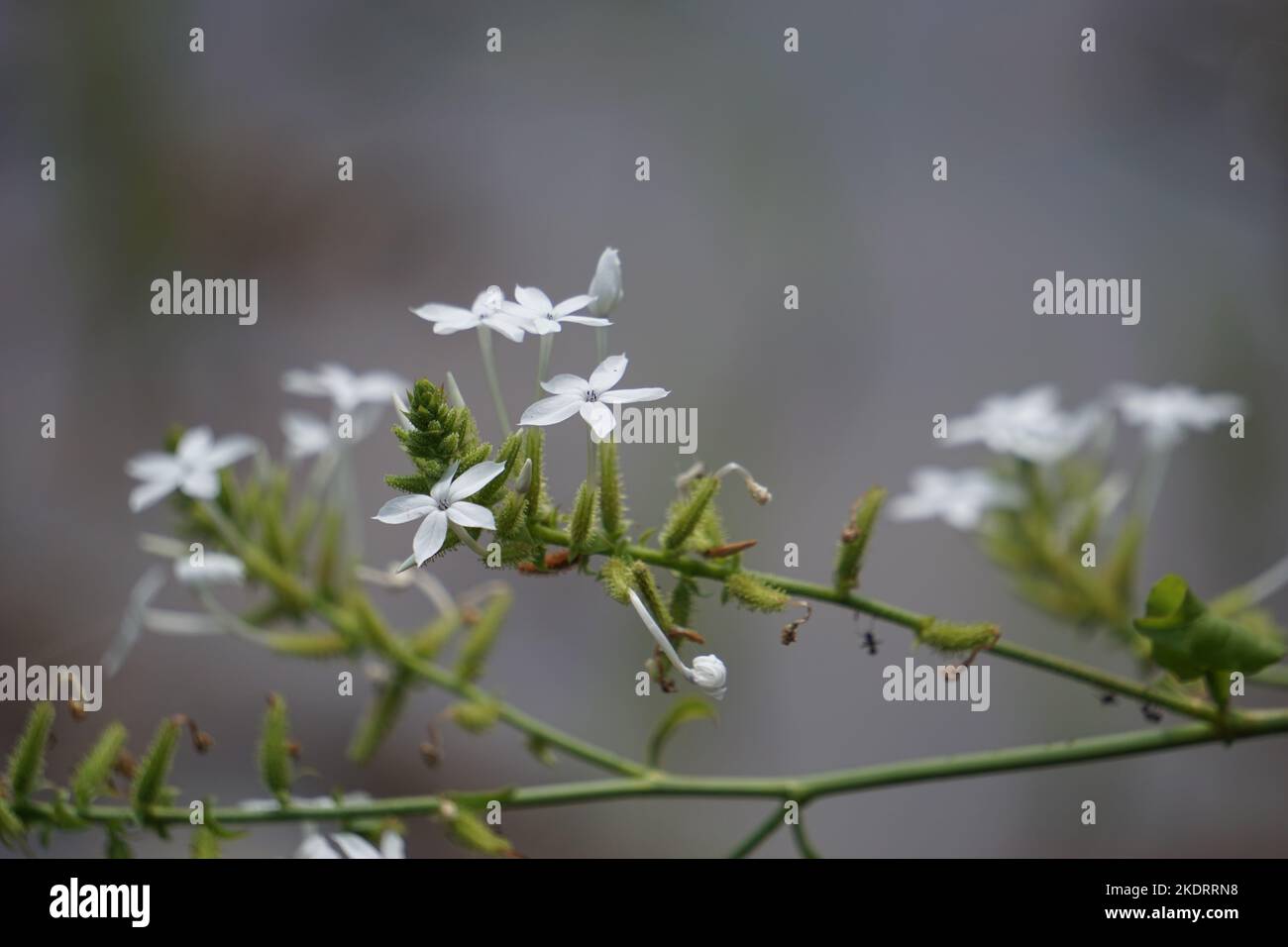 Plumbago zeylanica (Also called Daun encok) on the tree. Early folk ...