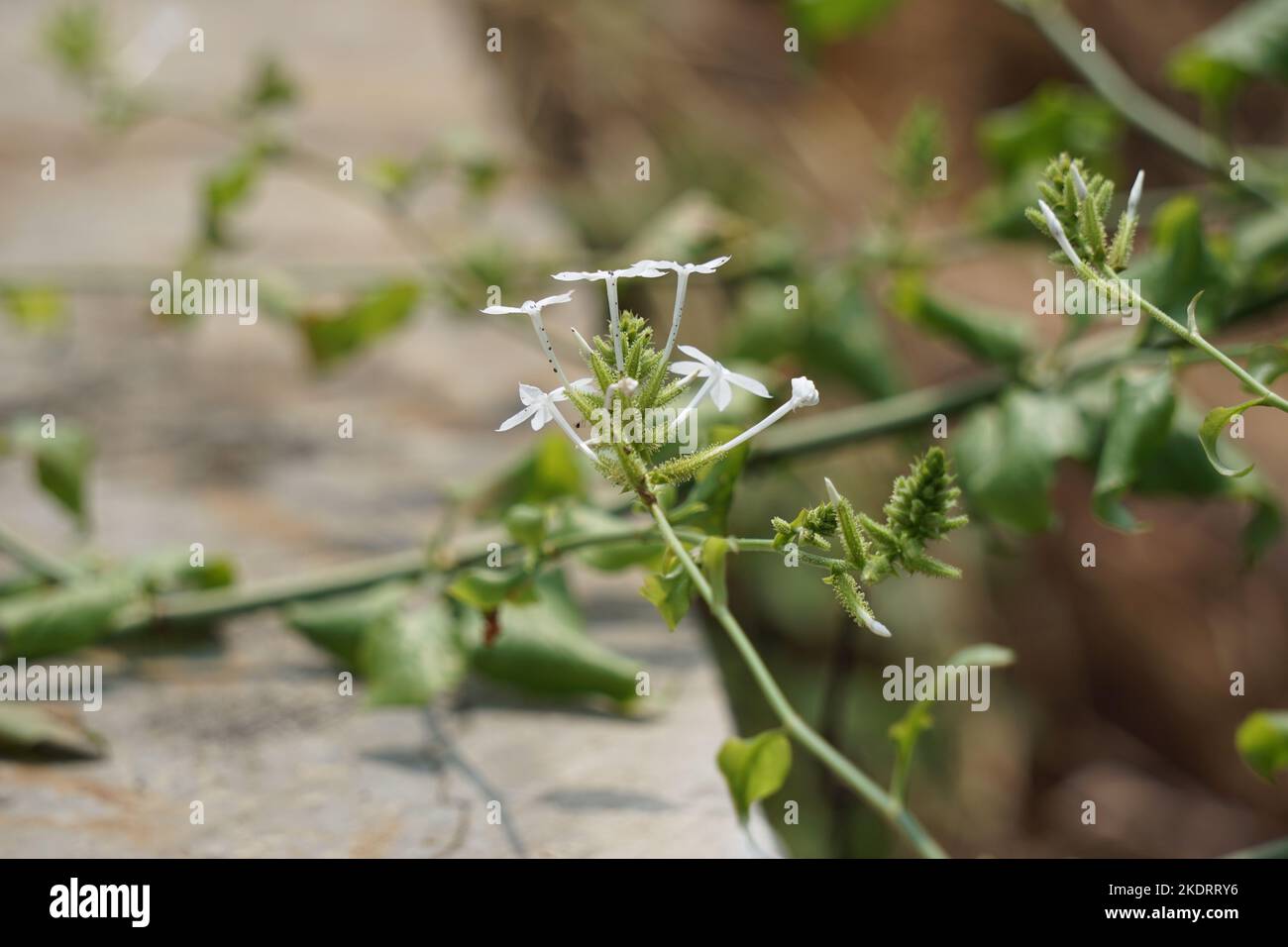 Plumbago zeylanica (Also called Daun encok) on the tree. Early folk ...