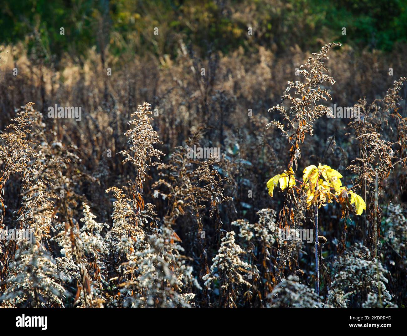 Goldenrod now past bloom and drying in the autumn fills its field ...