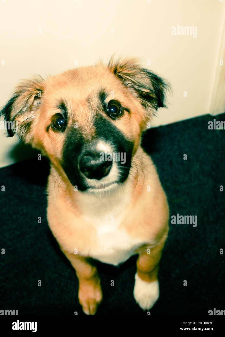 riley ,the most beautiful puppy in the world Stock Photo - Alamy