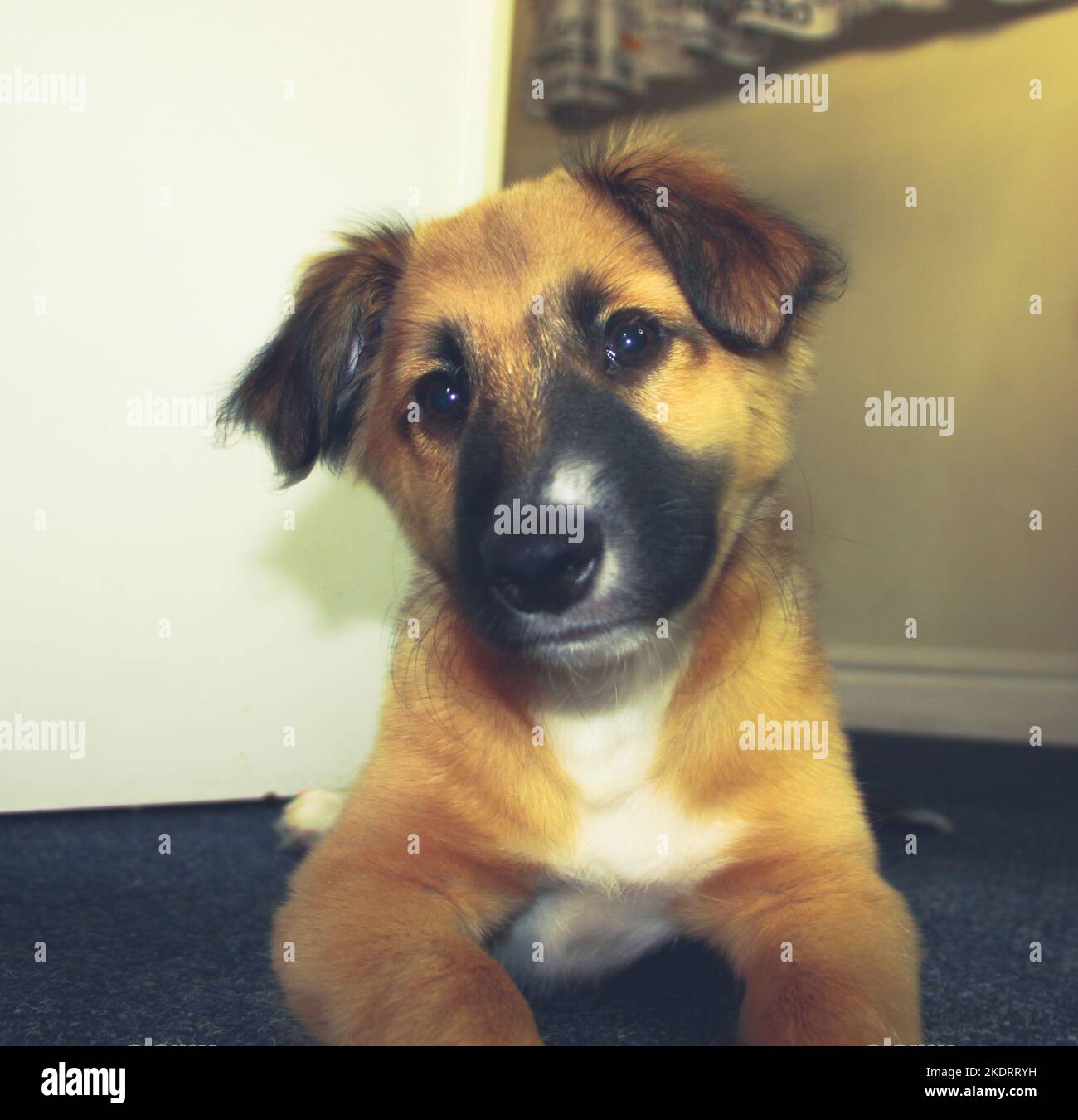 riley ,the most beautiful puppy in the world Stock Photo - Alamy