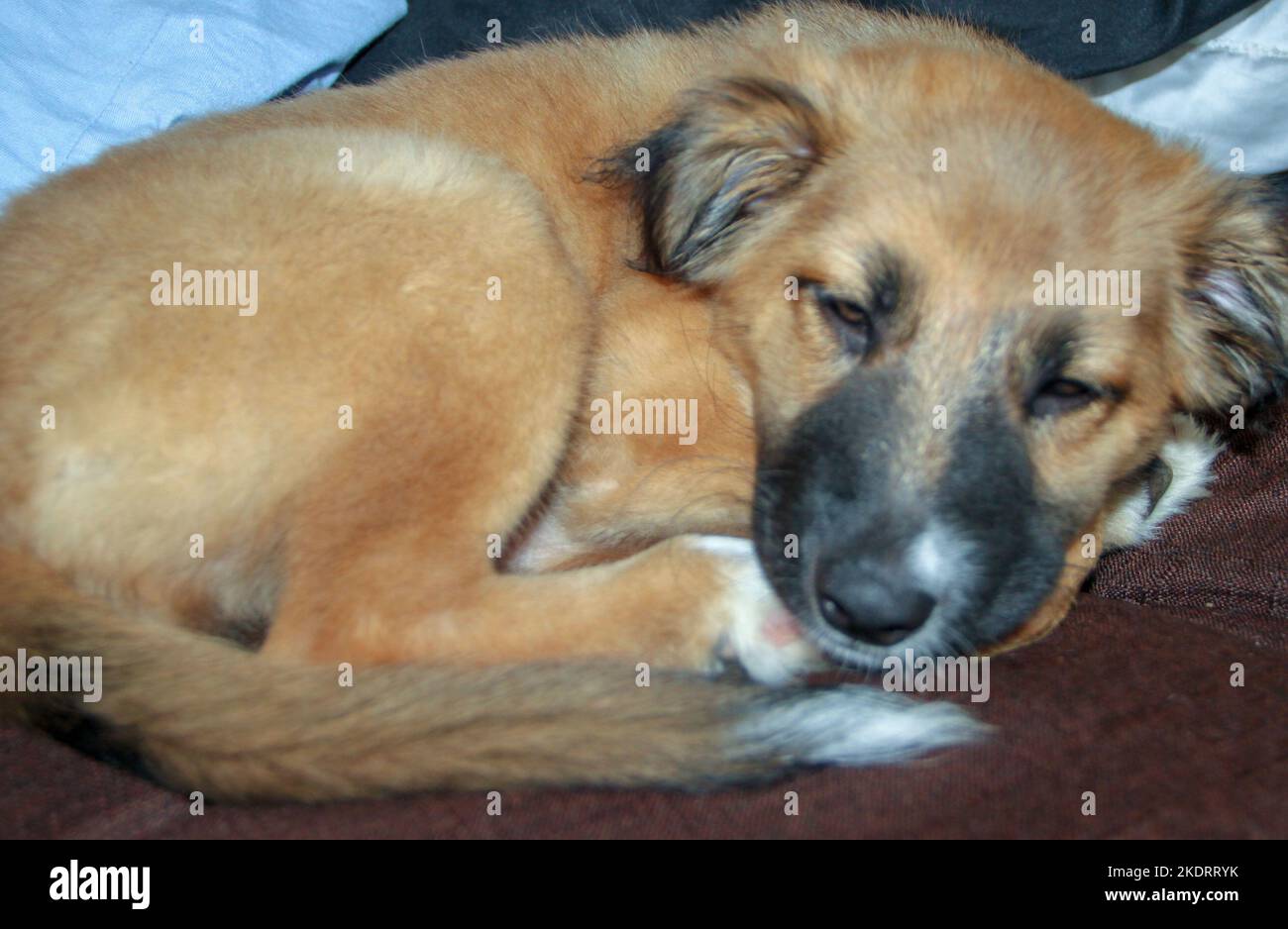 riley ,the most beautiful puppy in the world Stock Photo - Alamy