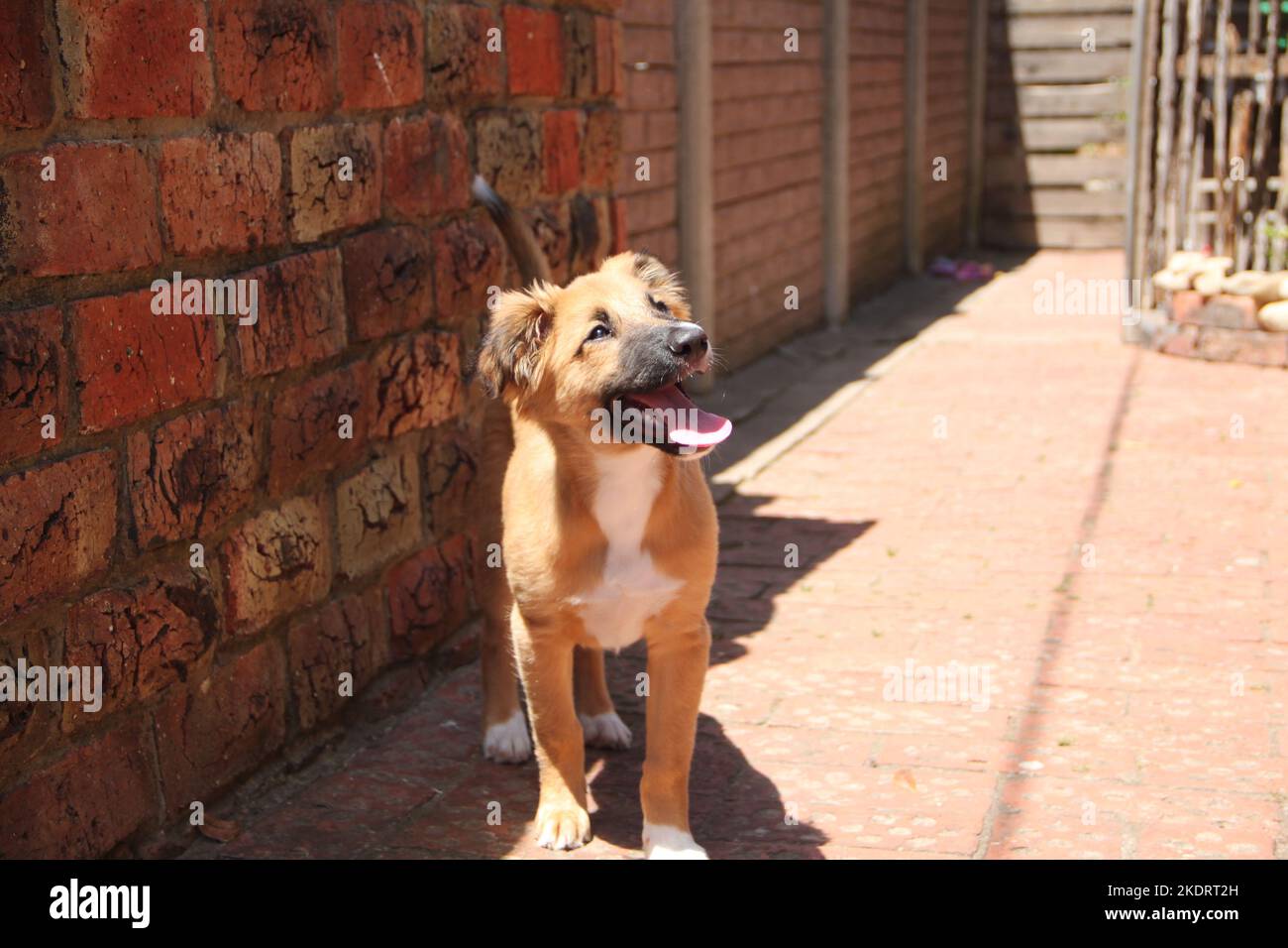 riley ,the most beautiful puppy in the world Stock Photo - Alamy