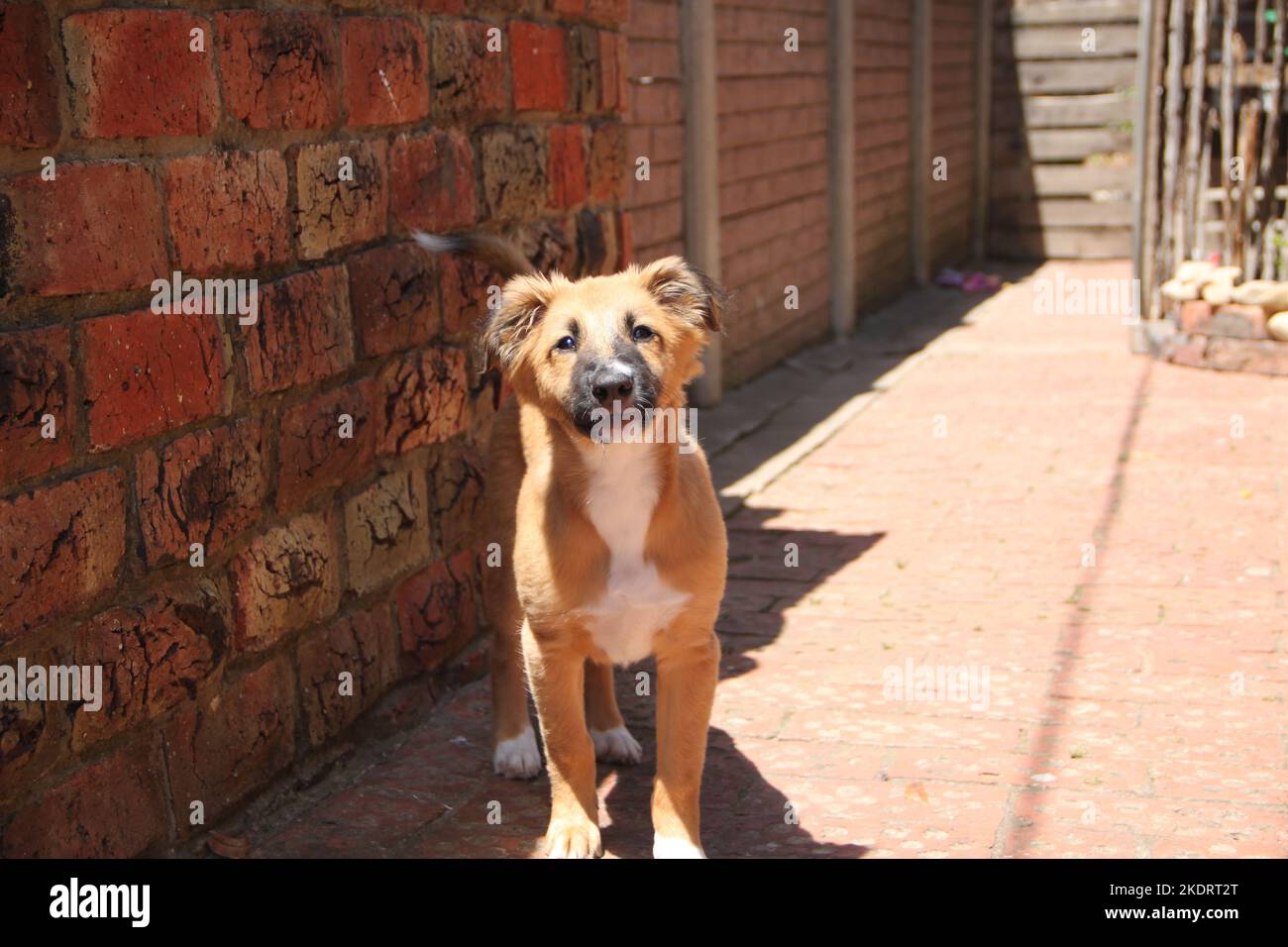 riley ,the most beautiful puppy in the world Stock Photo - Alamy