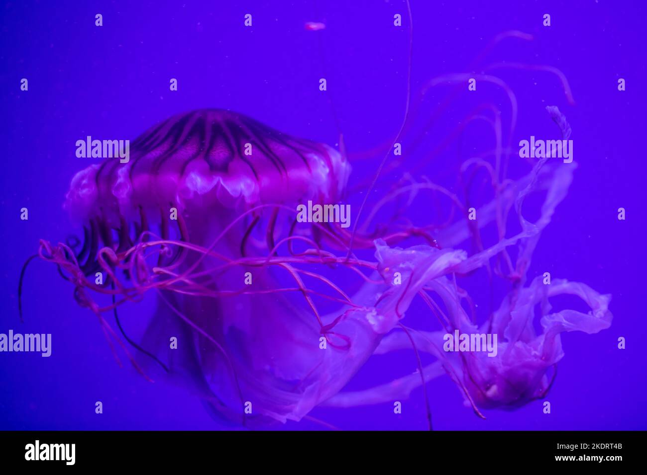 The Japanese sea nettle (Chrysaora pacifica) jellyfish swimming in the ...