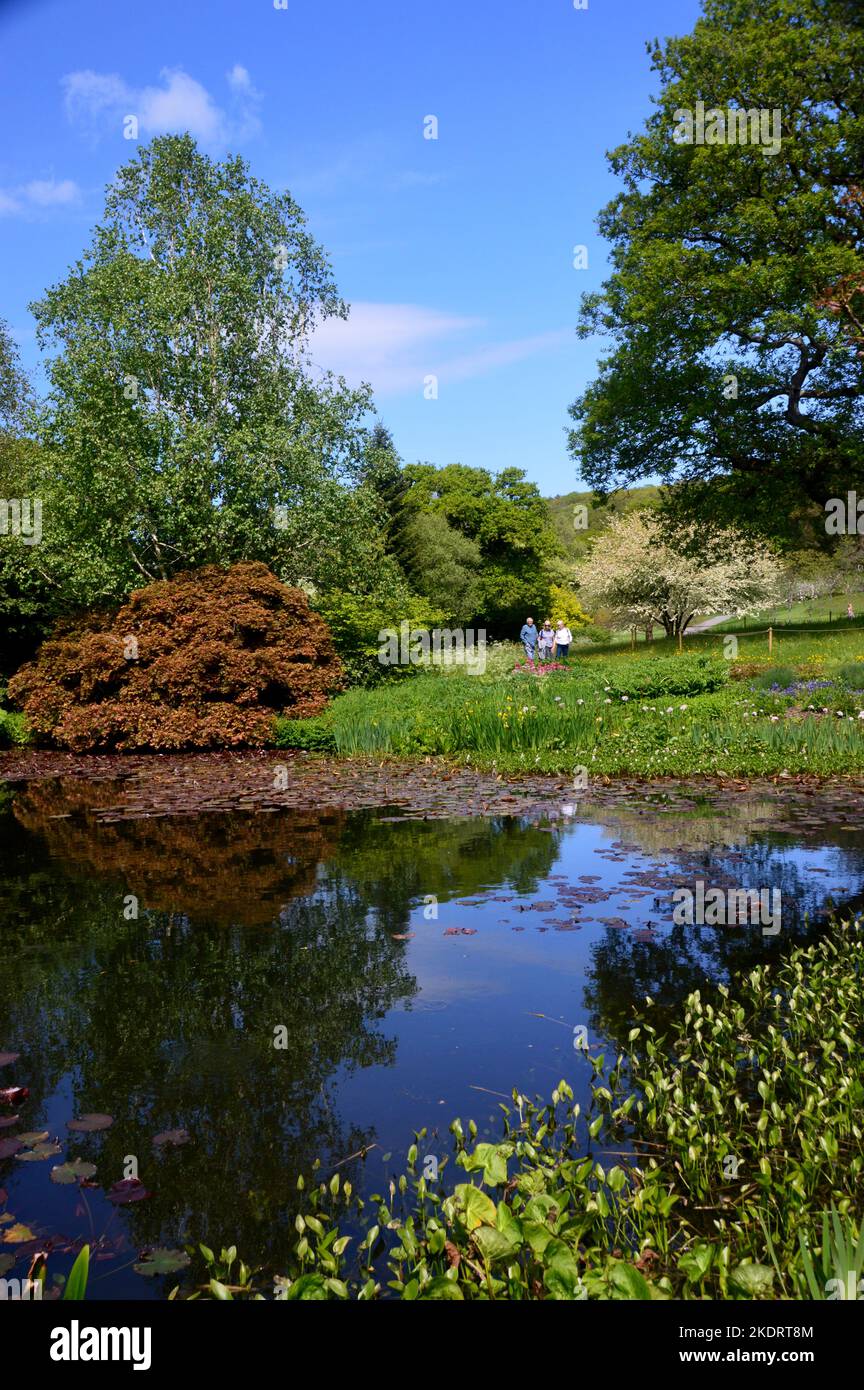 Japanese Maple 'Acer Palmatum' Tree Reflected in the Lake at RHS Garden ...