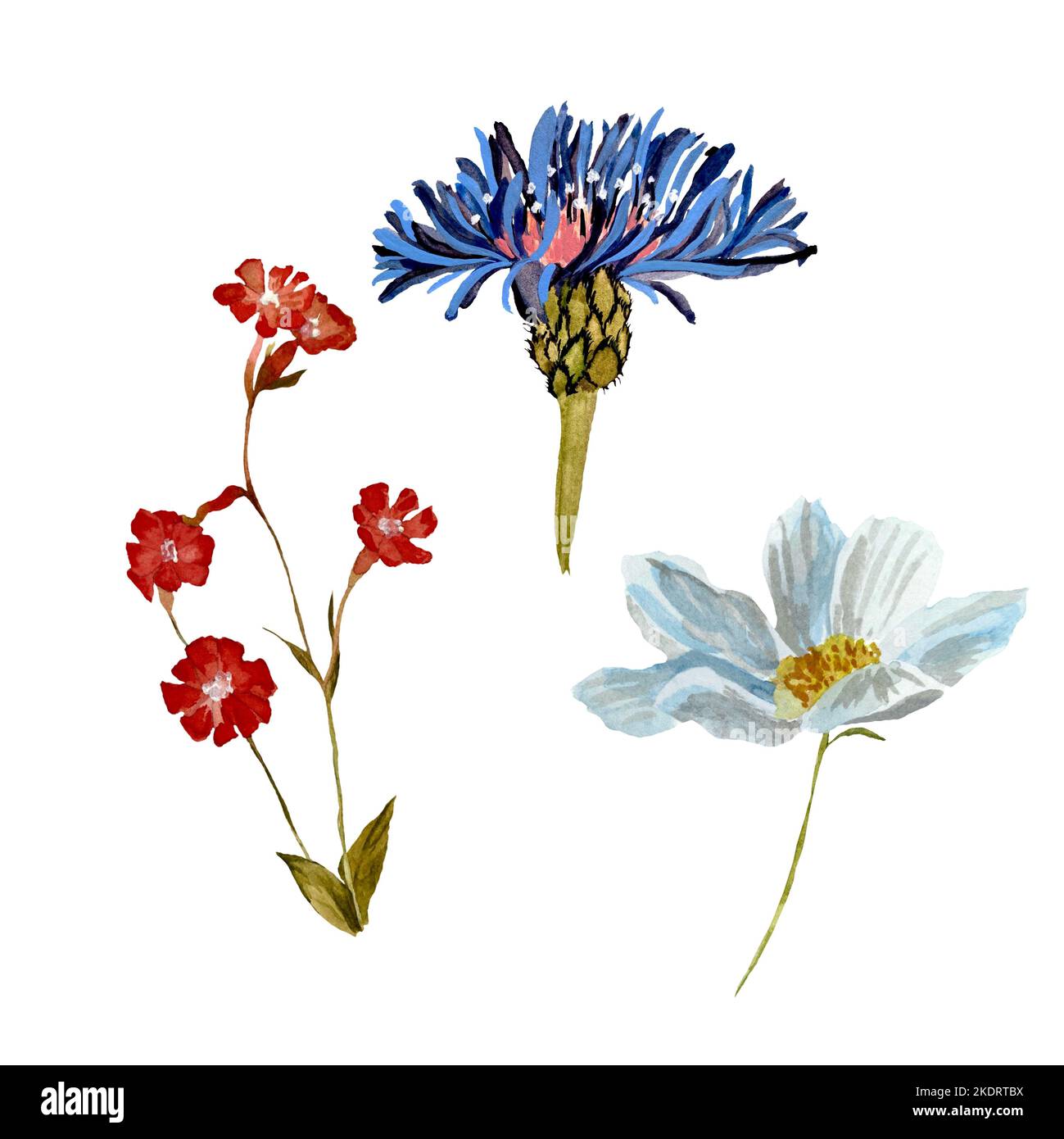 Camomile red blue flower set watercolor sketch Stock Photo - Alamy