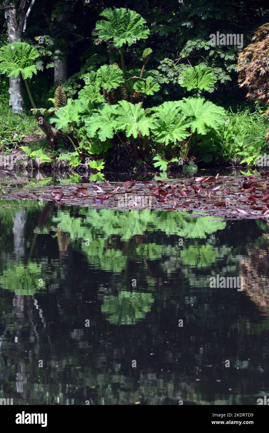 Giant Rhubarb 'Gunnera Manicata' Leaves Reflected in the Lake at RHS ...