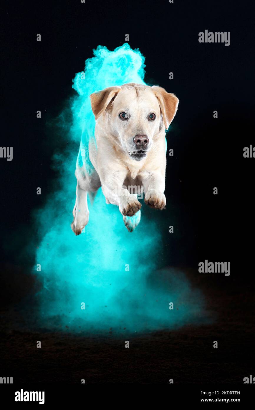 Very light colored labrador retriever hi-res stock photography and ...