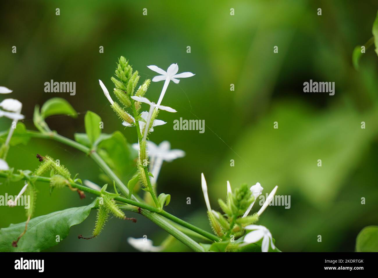 Plumbago zeylanica (Also called Daun encok) on the tree. Early folk ...