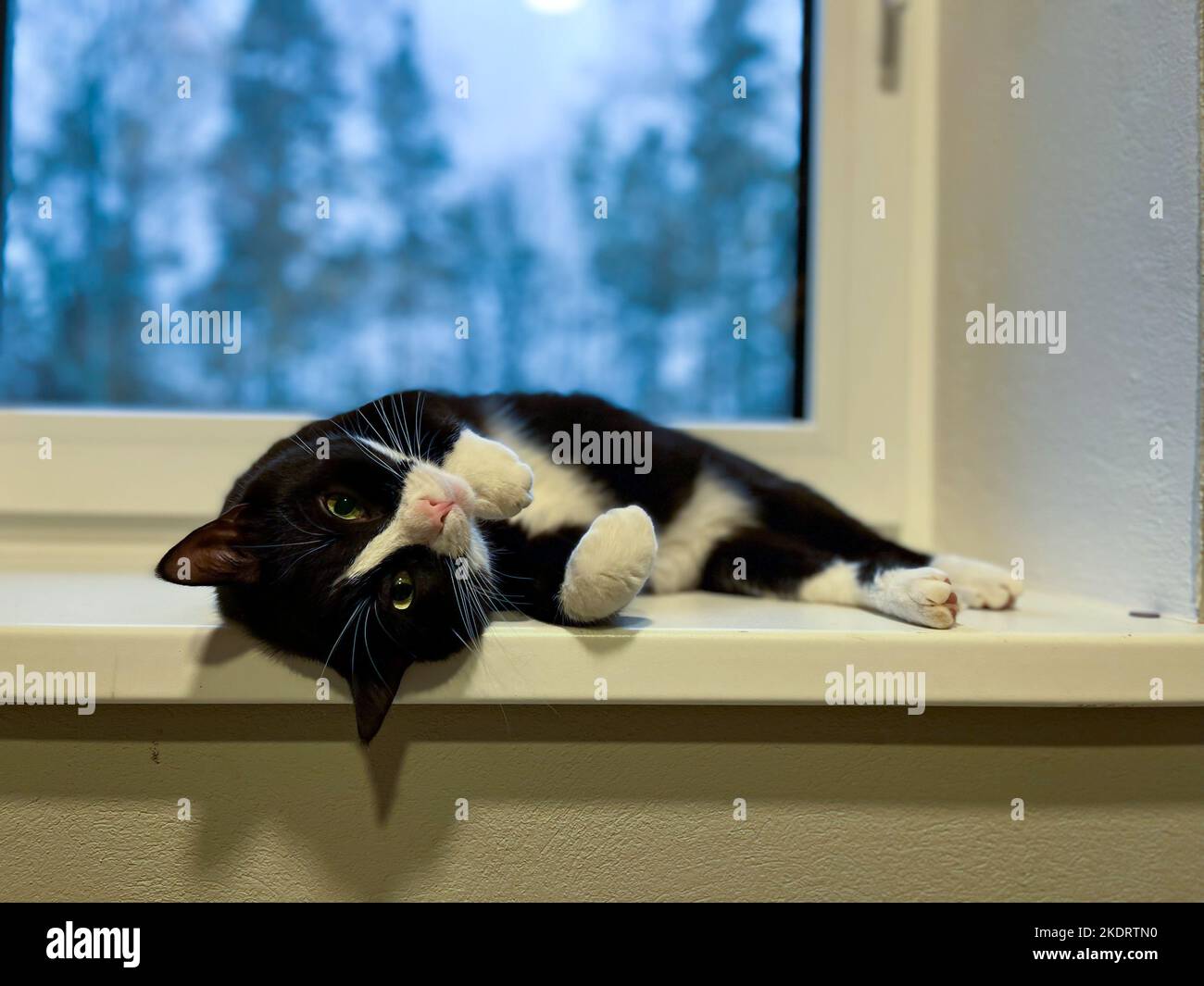 black cat with a white neck and belly is lying on a white plastic ...