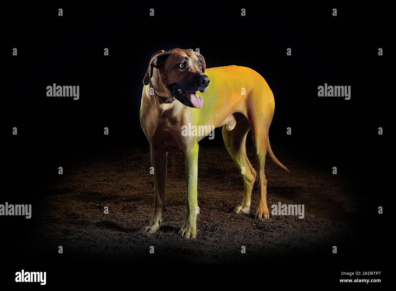 Rhodesian Ridgeback with holi powder Stock Photo - Alamy