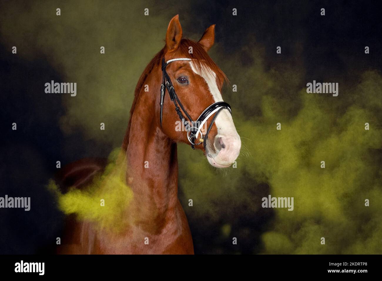 Hanoverian Horse with holi powder Stock Photo - Alamy