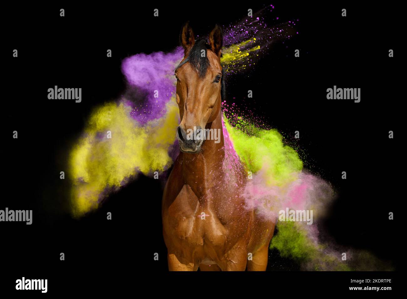 Hanoverian Horse with holi powder Stock Photo - Alamy