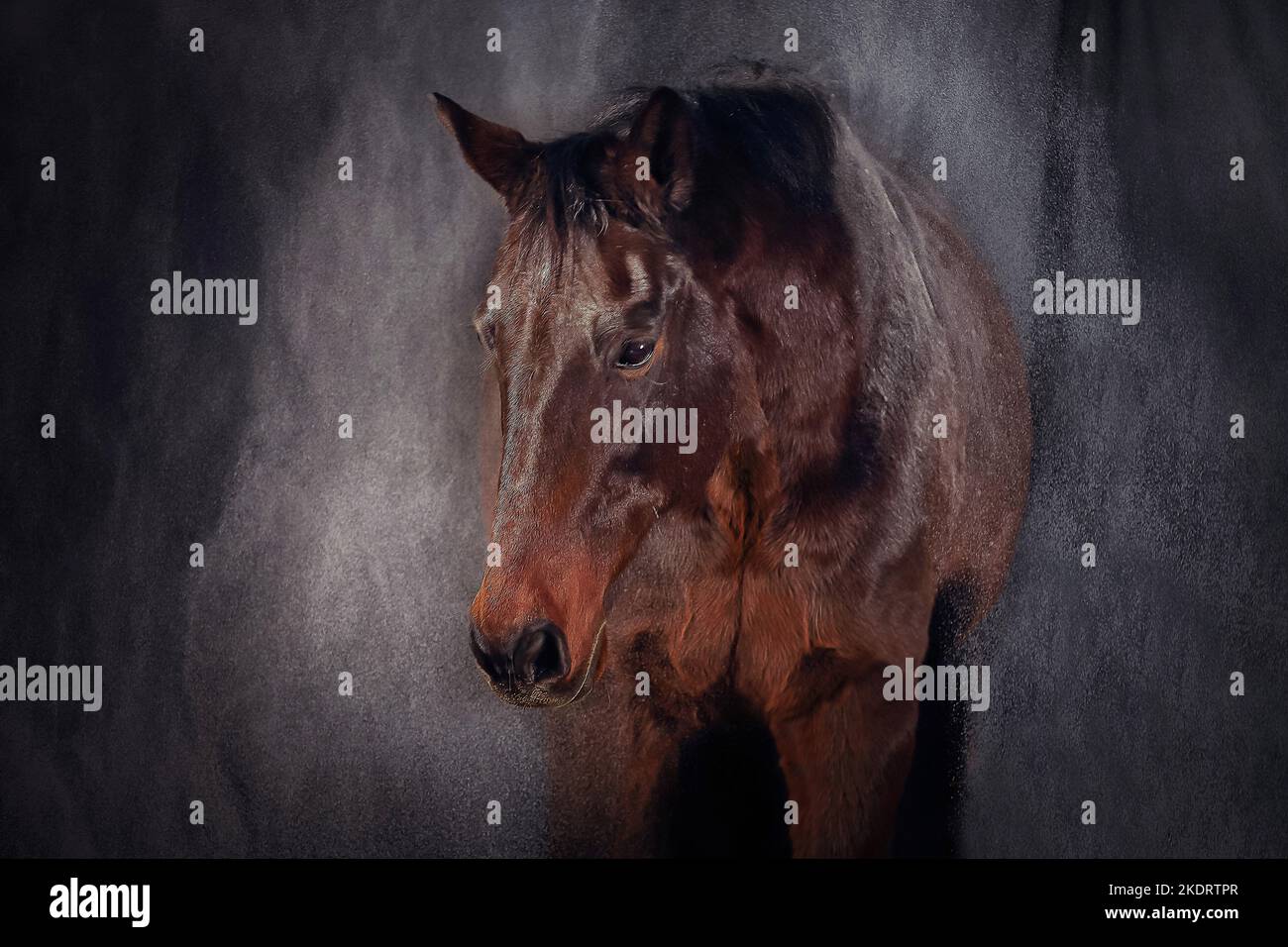 Trakehner horse studio hi-res stock photography and images - Alamy