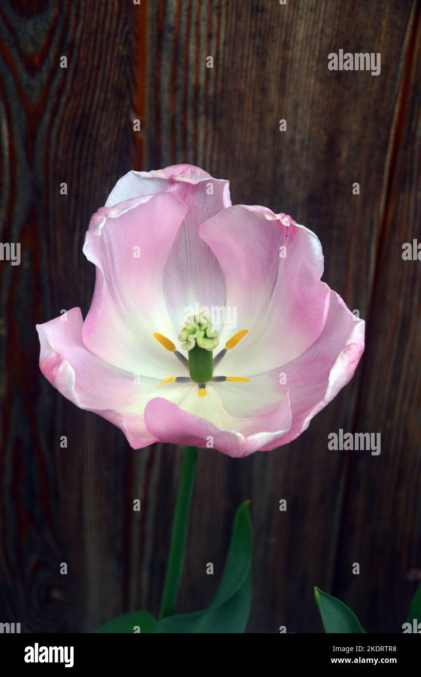 Single Pink Tulipa 'Mango Charm' (Triumph Tulip) Flower Head grown at ...