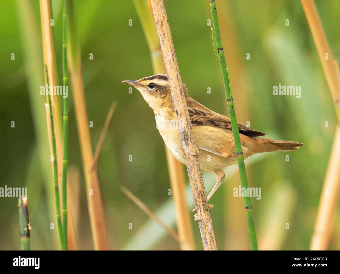 Eye catching insects hi-res stock photography and images - Alamy