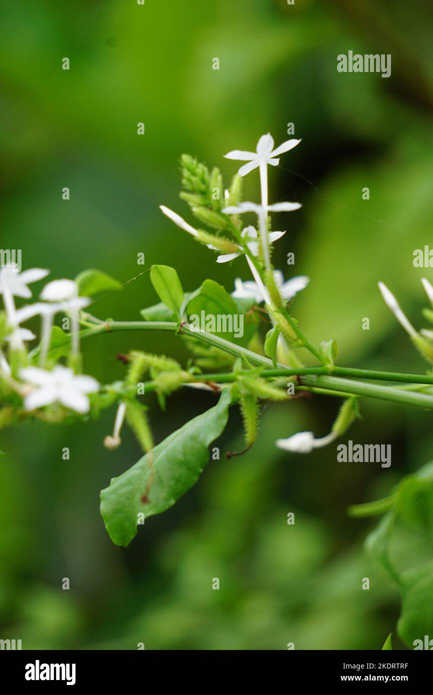 Plumbago zeylanica (Also called Daun encok) on the tree. Early folk ...