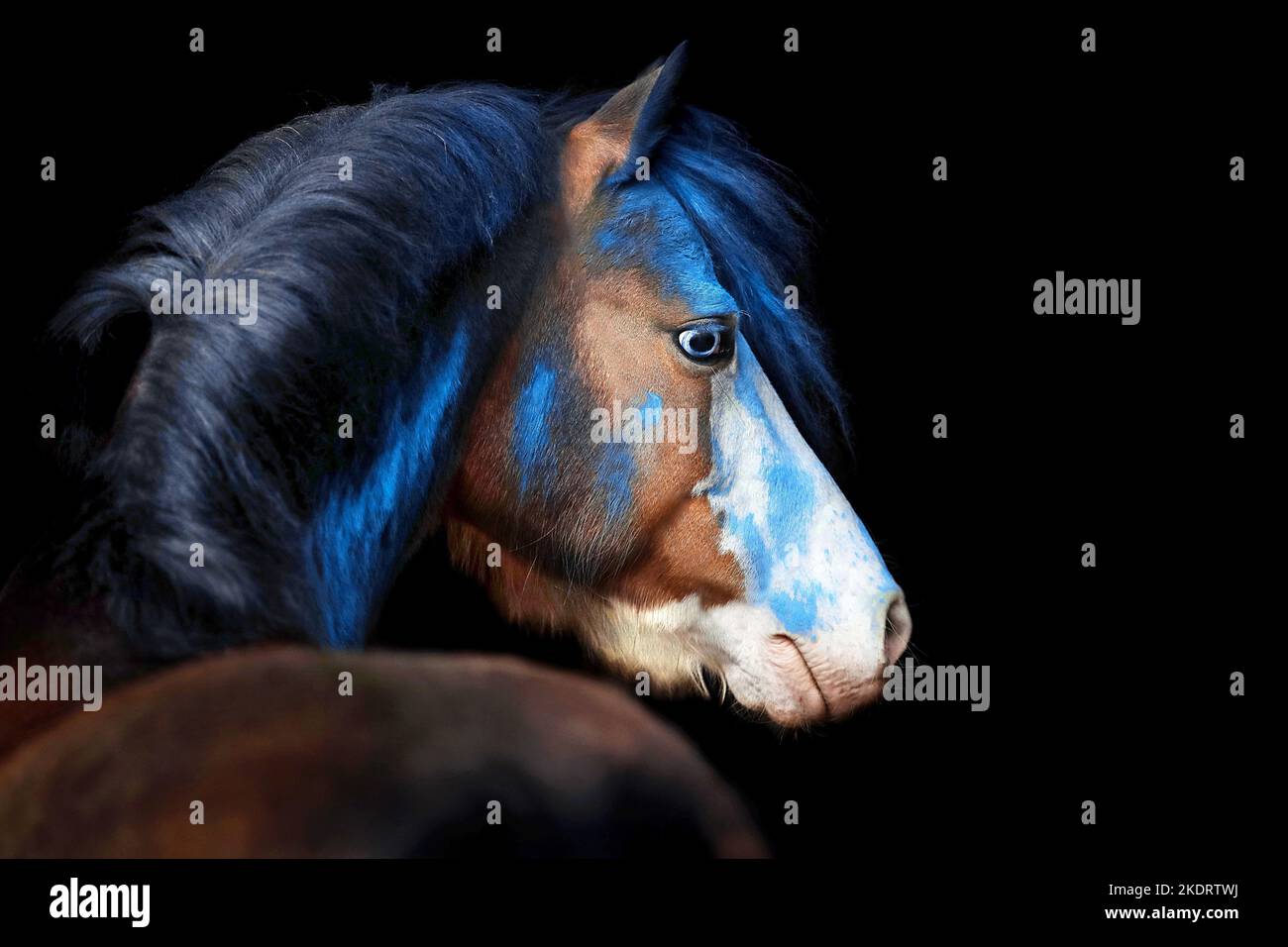 Bay coloured pony hi-res stock photography and images - Alamy