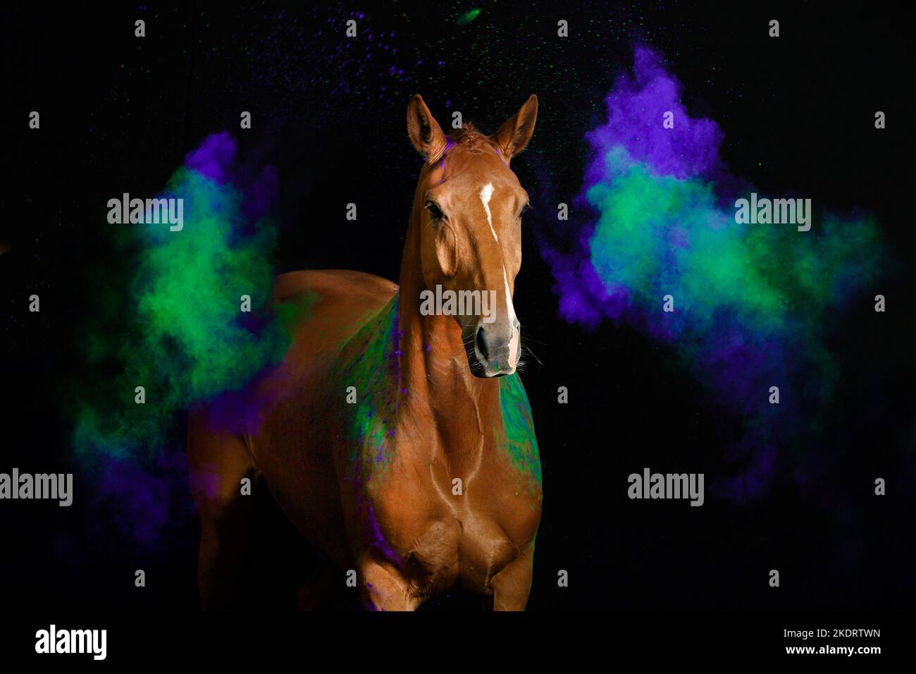 Hanoverian Horse with holi powder Stock Photo - Alamy