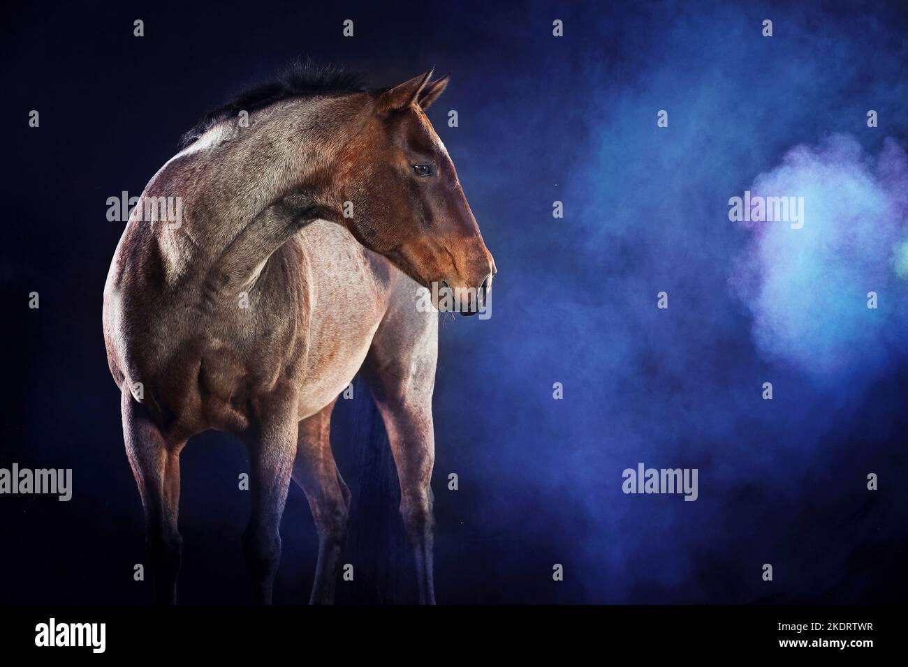 Quarter Horse with holi powder Stock Photo - Alamy