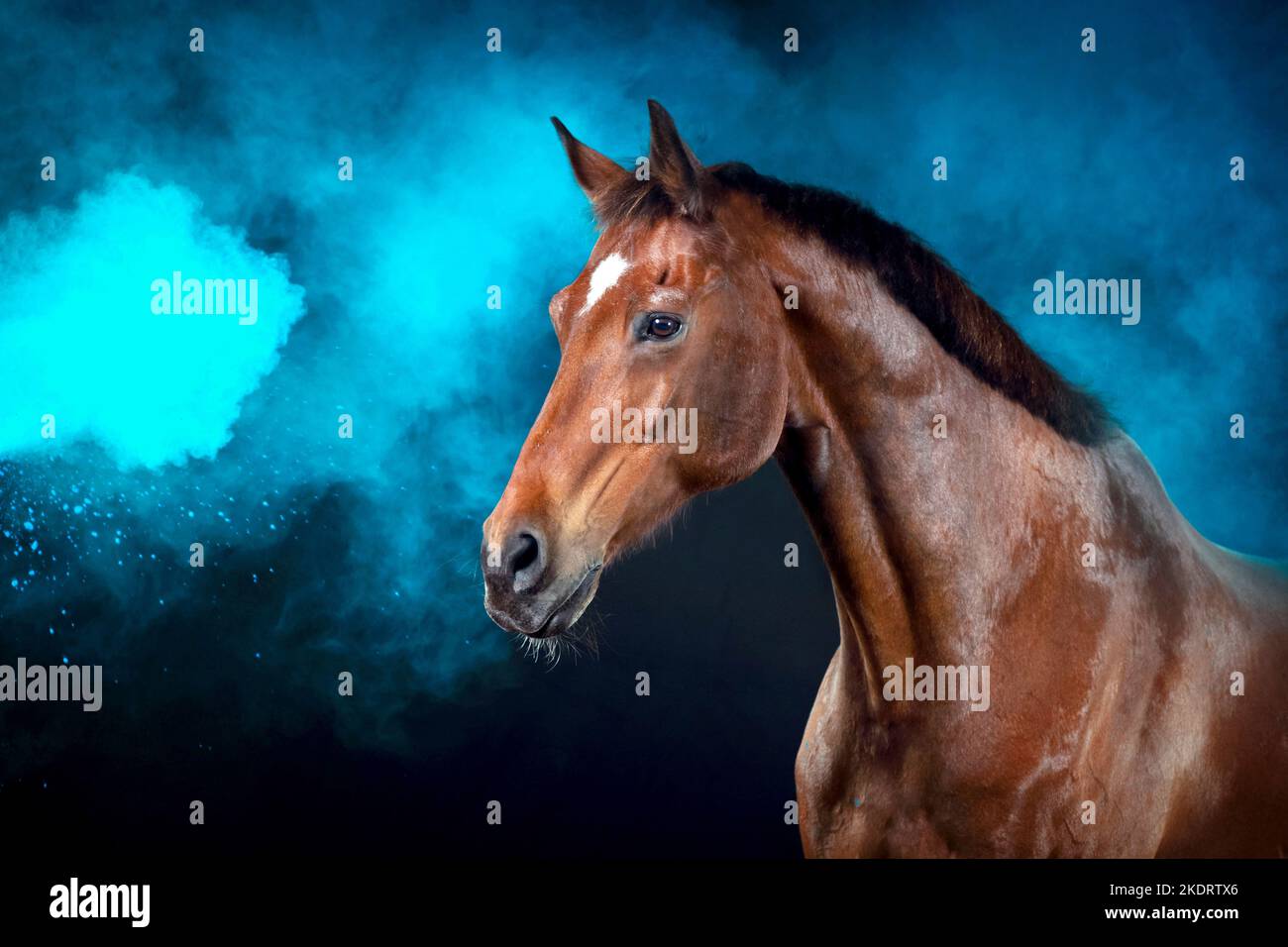 Warmblood with holi colour Stock Photo - Alamy