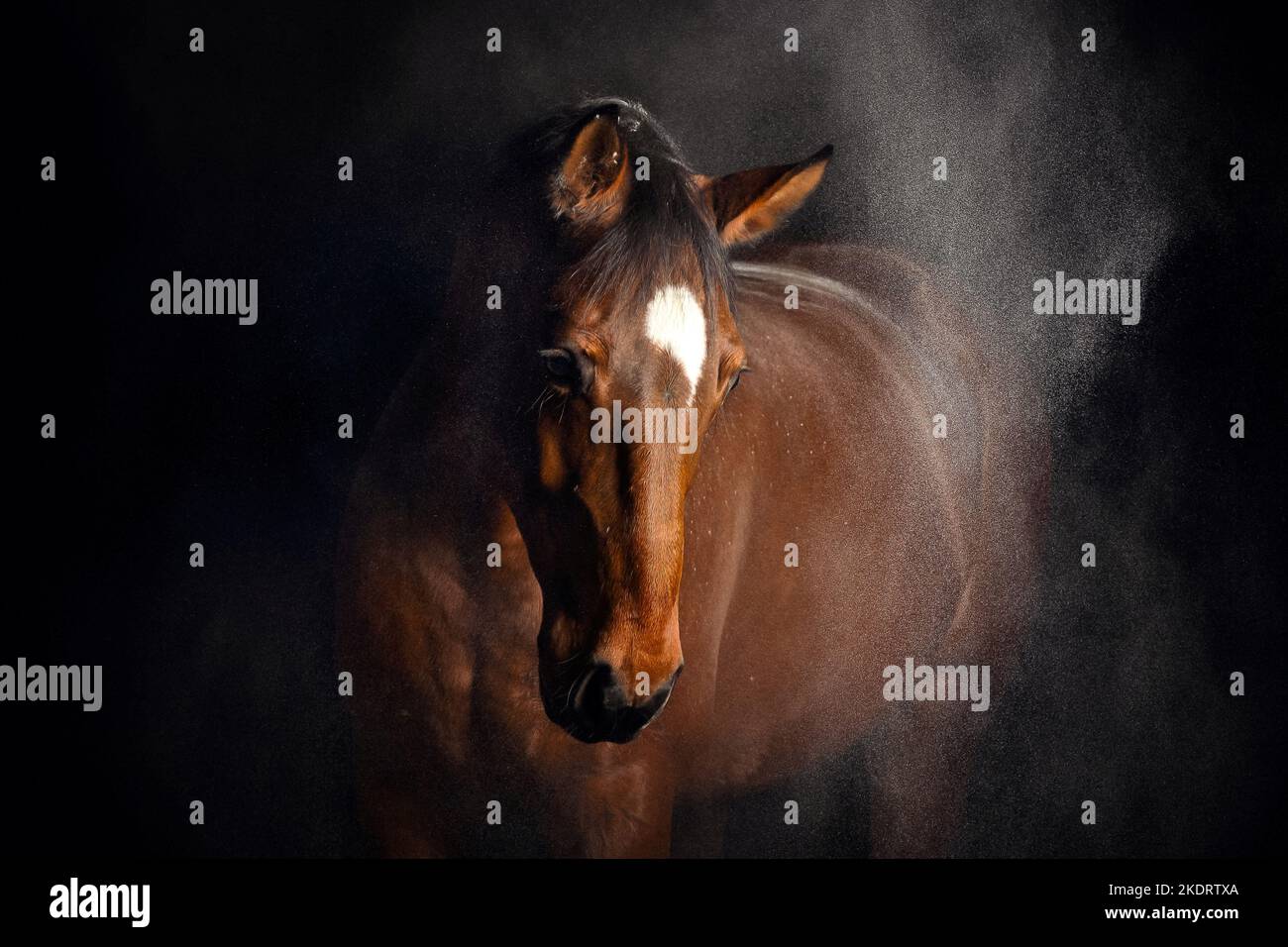 Bay colored purebred horse hi-res stock photography and images - Alamy