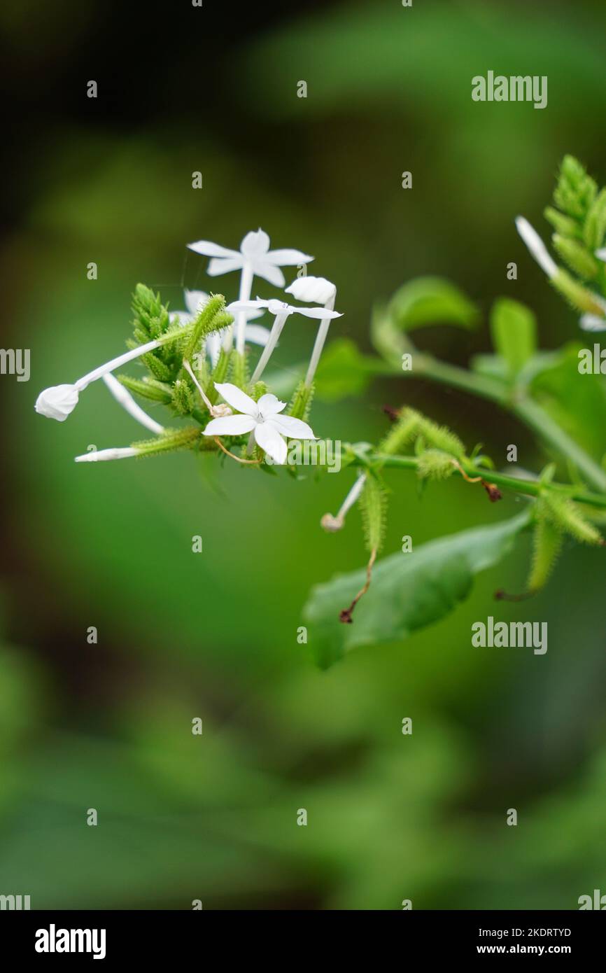 Plumbago zeylanica (Also called Daun encok) on the tree. Early folk ...