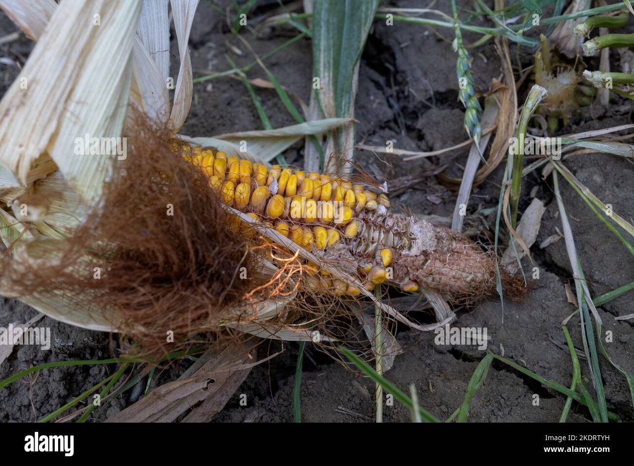 Spoiled ear of corn on cracked ground- drought and global warming ...