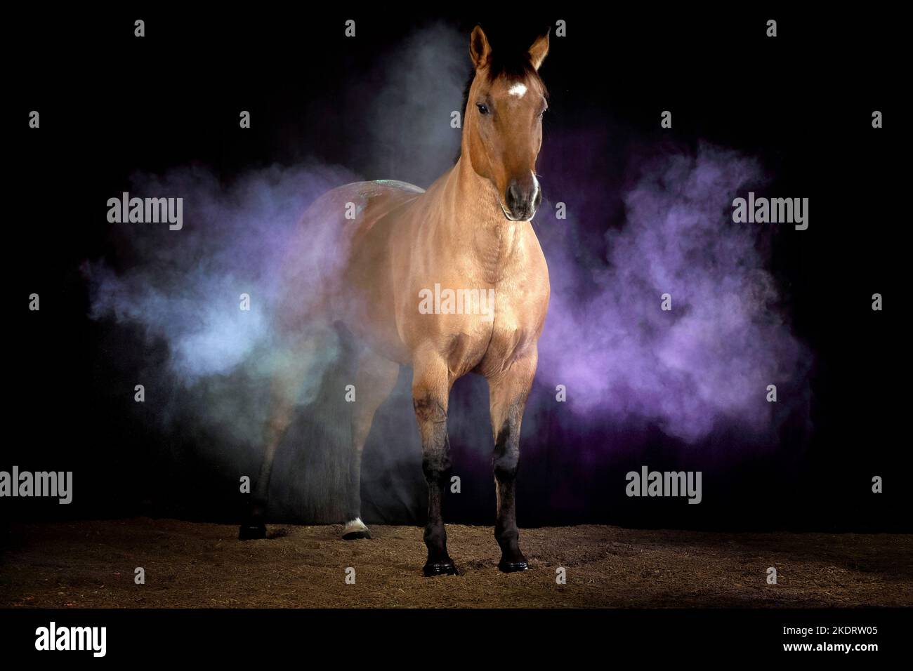 Quarter Horse with holi powder Stock Photo - Alamy