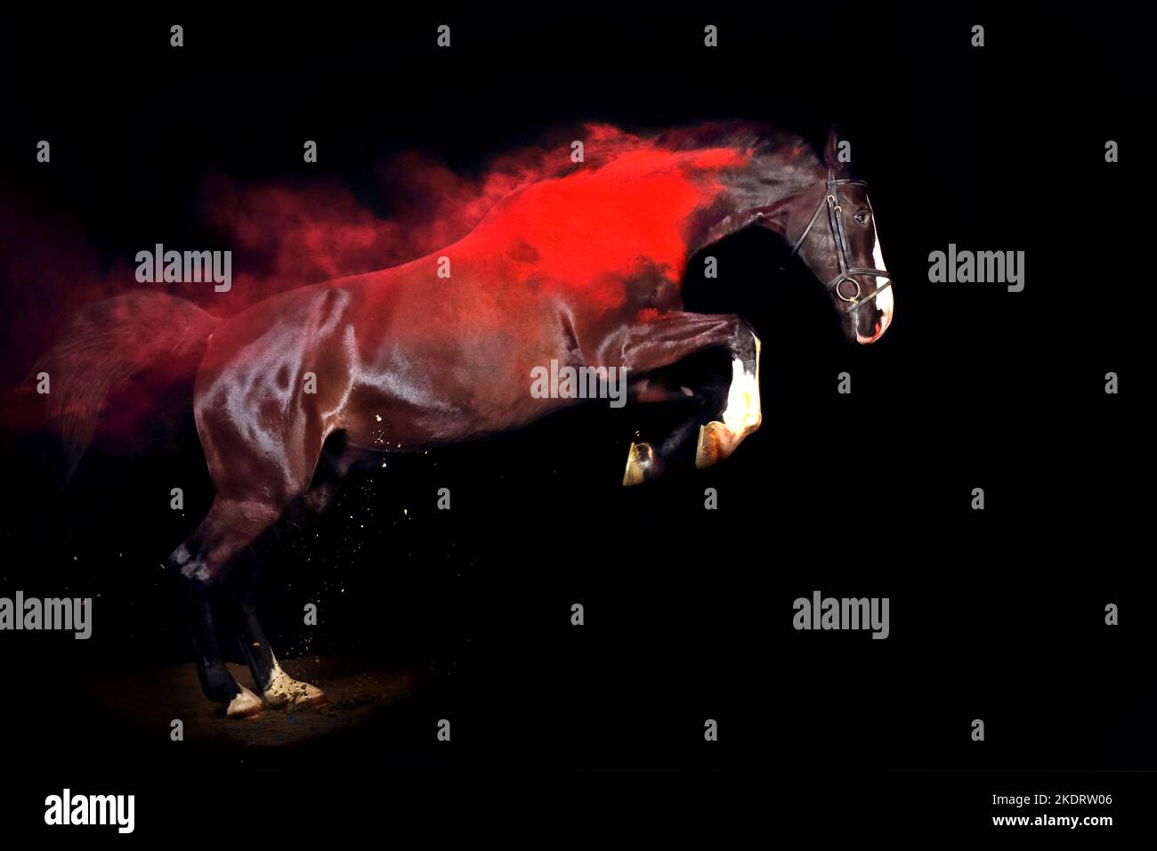 Bay colored purebred horse hi-res stock photography and images - Alamy