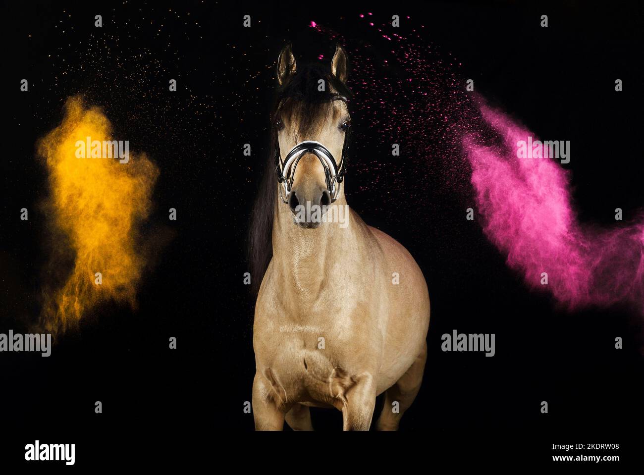 Warmblood with holi colour Stock Photo - Alamy