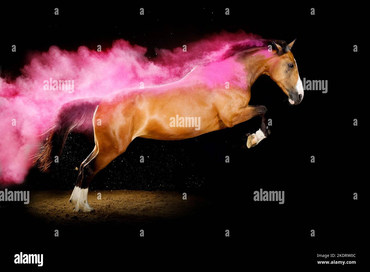 Warmblood with holi colour Stock Photo - Alamy