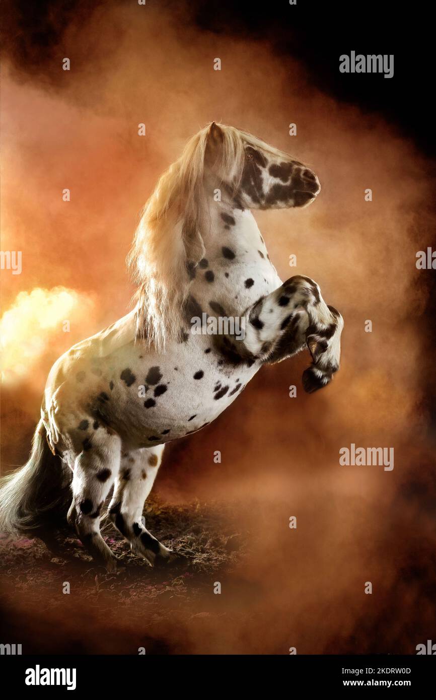 Shetland pony horse rearing hi-res stock photography and images - Alamy