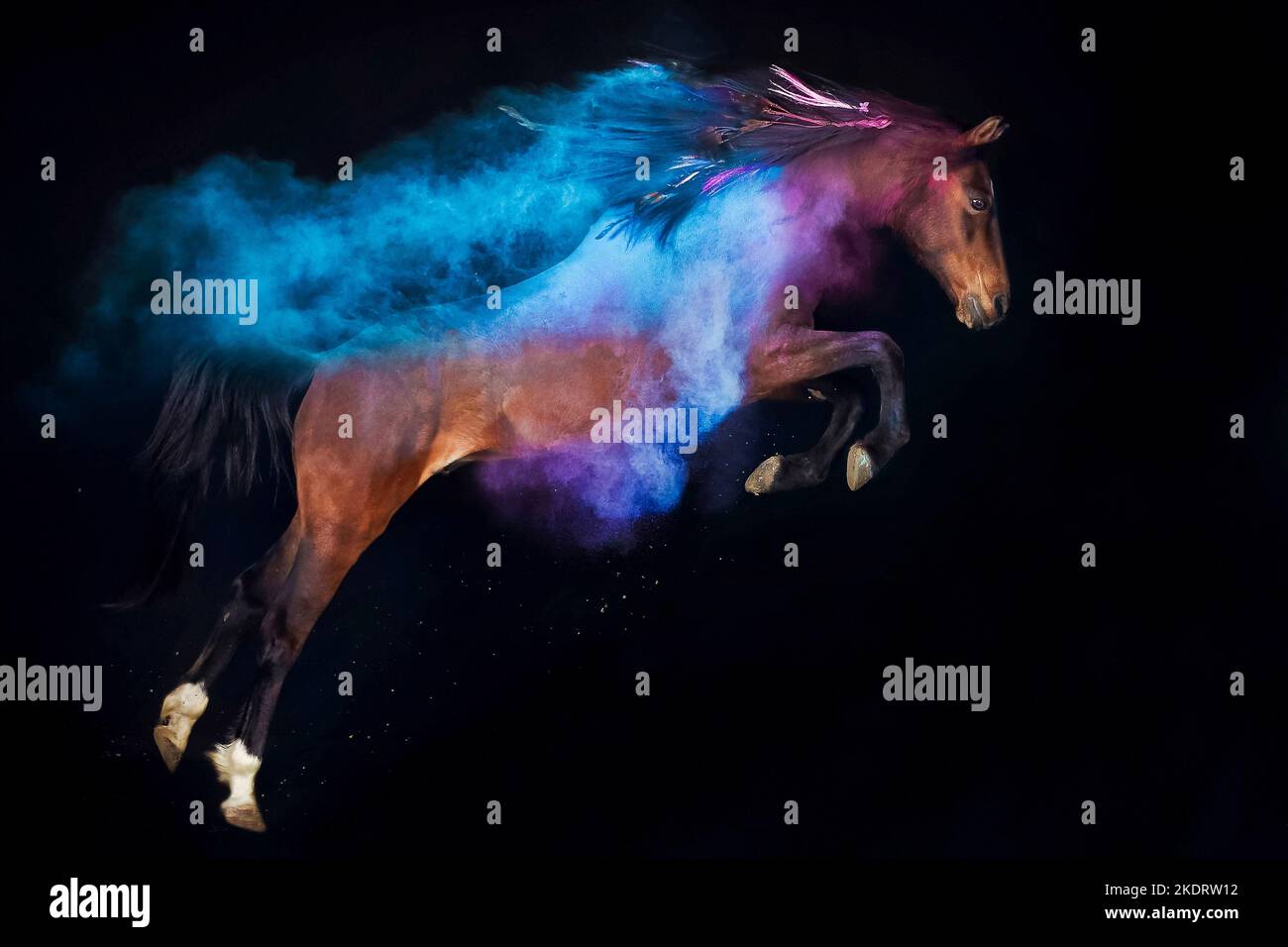 Warmblood with holi colour Stock Photo - Alamy