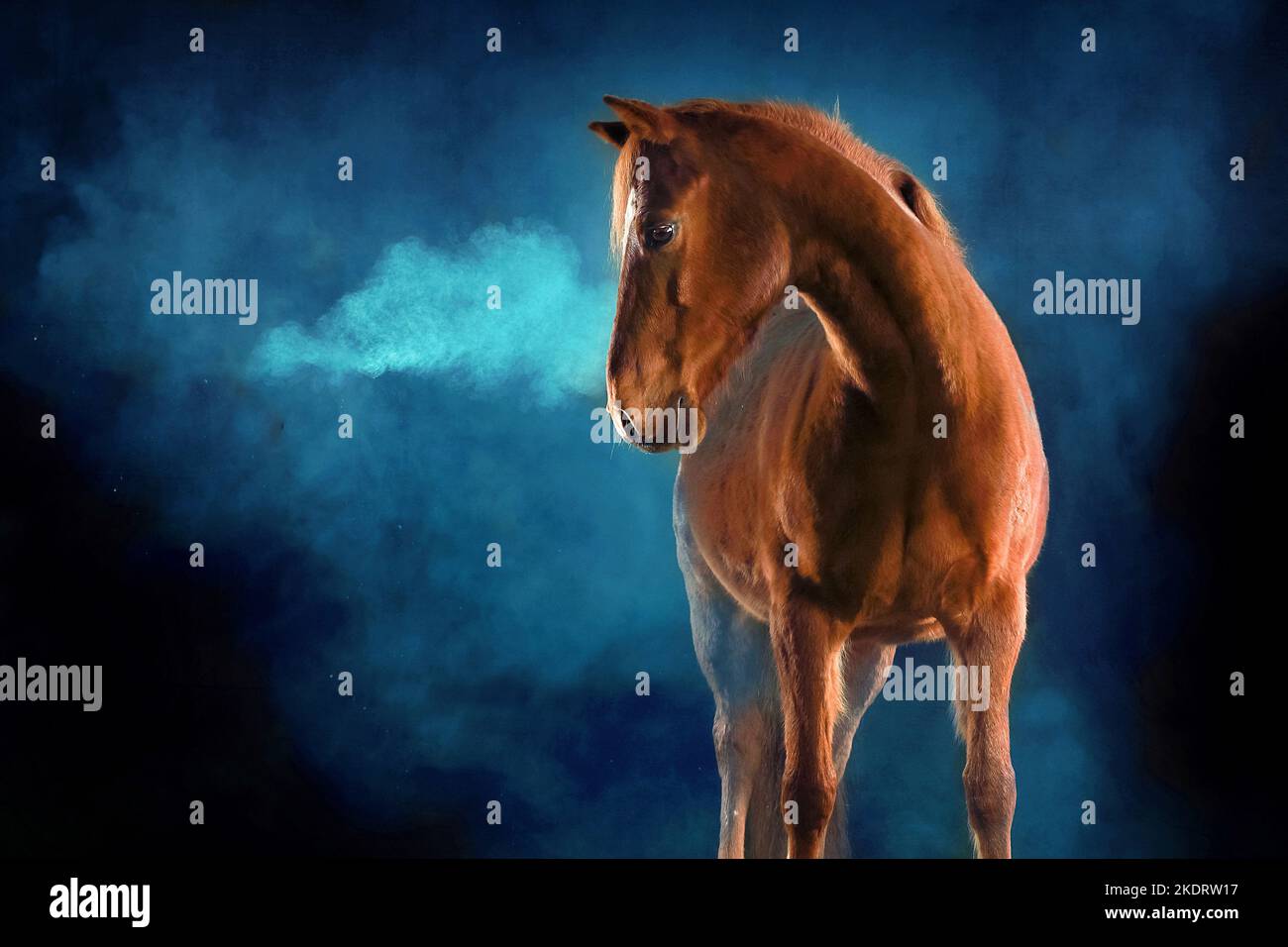 Warmblood with holi colour Stock Photo - Alamy