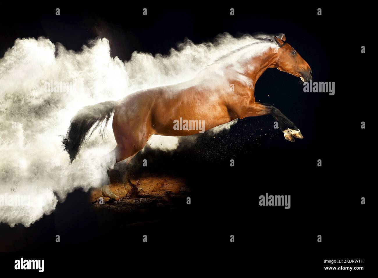 Bay colored purebred horse hi-res stock photography and images - Alamy