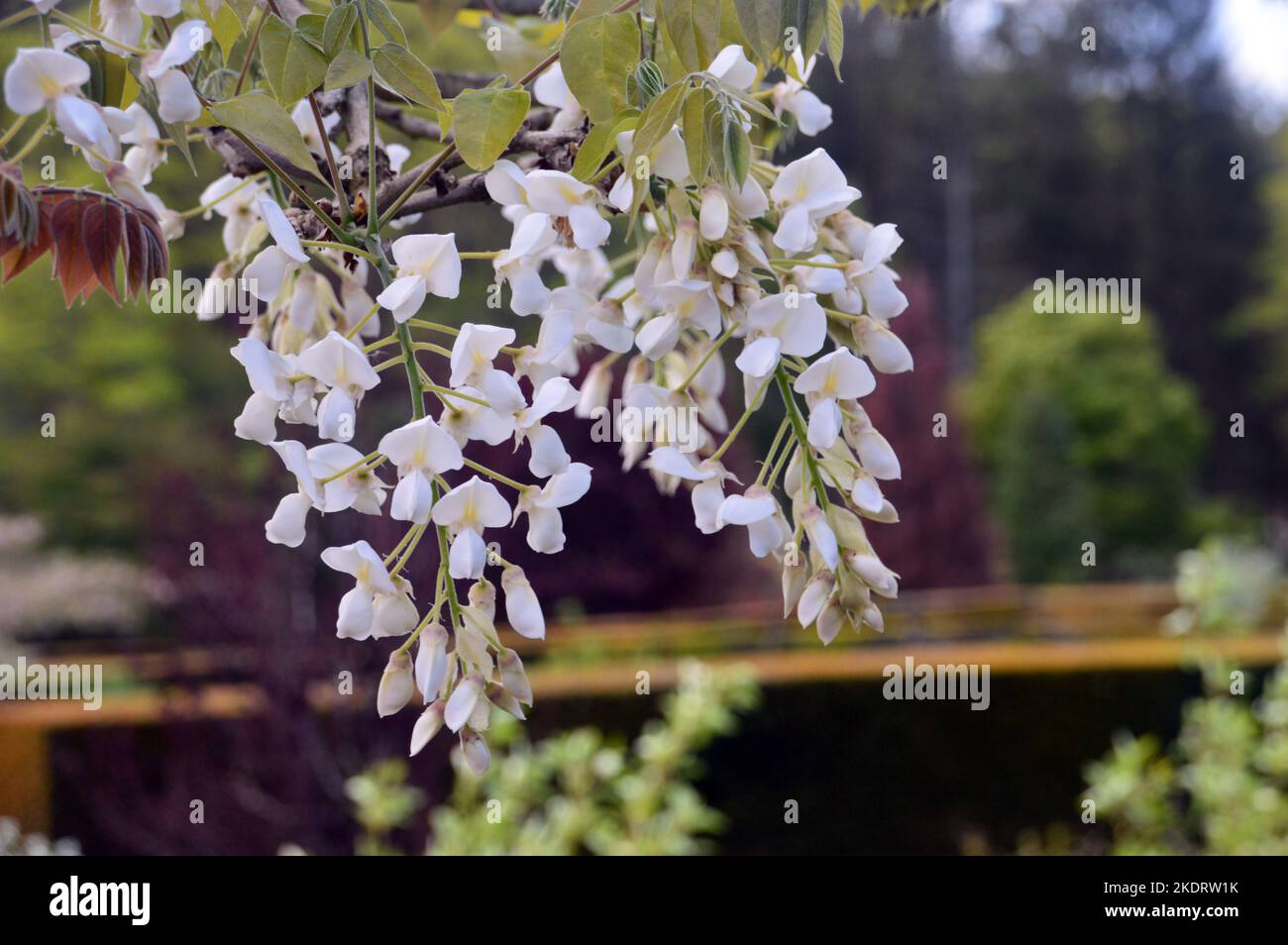 White Wisteria Brachybotrys 'Shiro Kapitan' (Silky Wisteria) Flowers ...