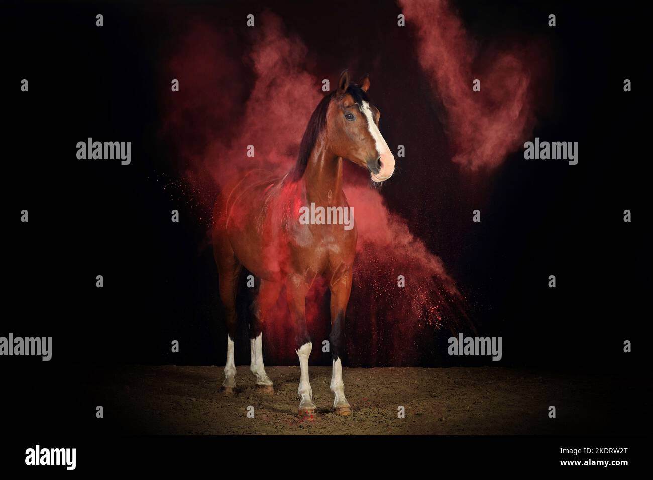 German riding pony studio hi-res stock photography and images - Alamy