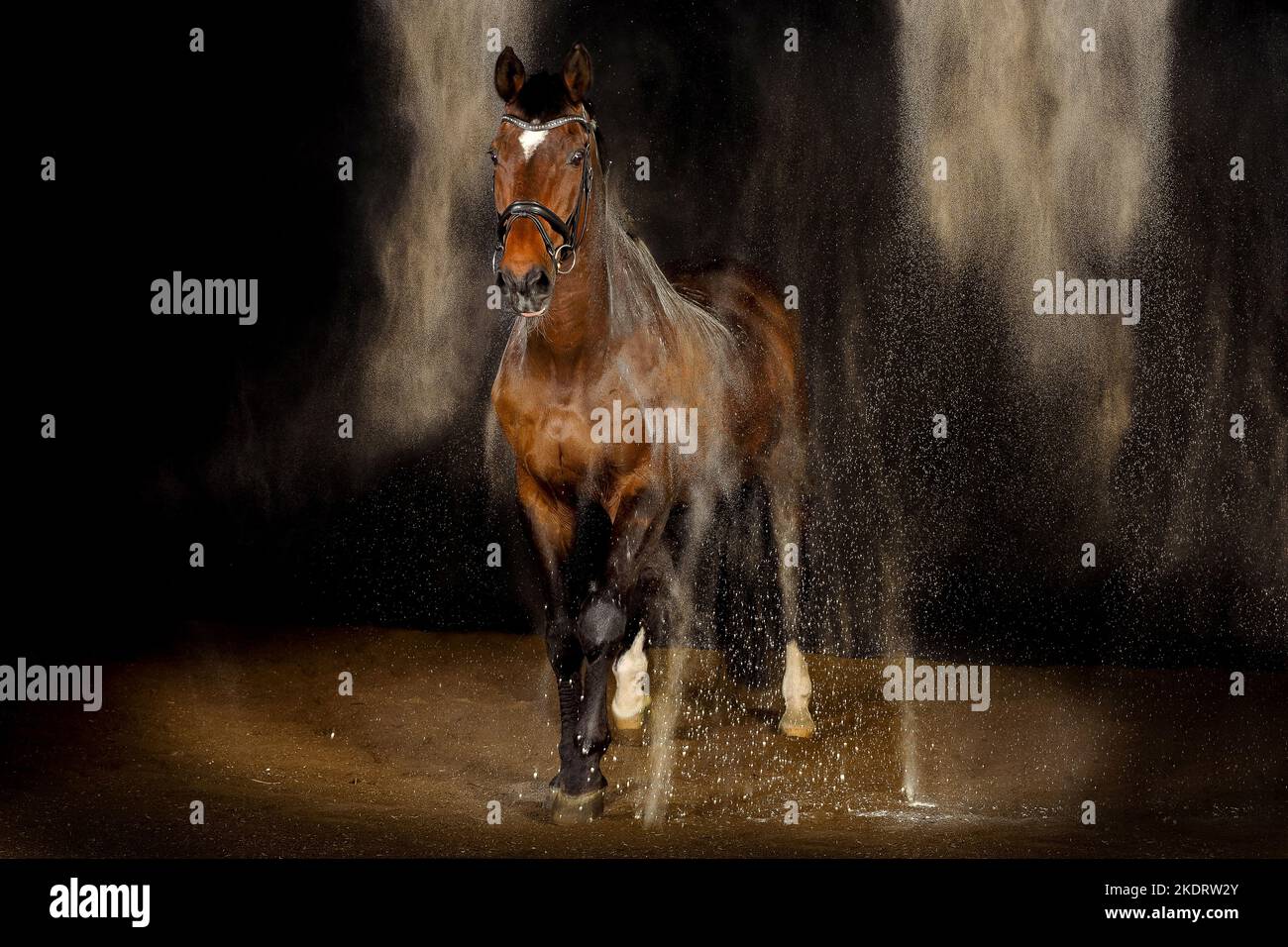 Holstein Horse with holi powder Stock Photo - Alamy
