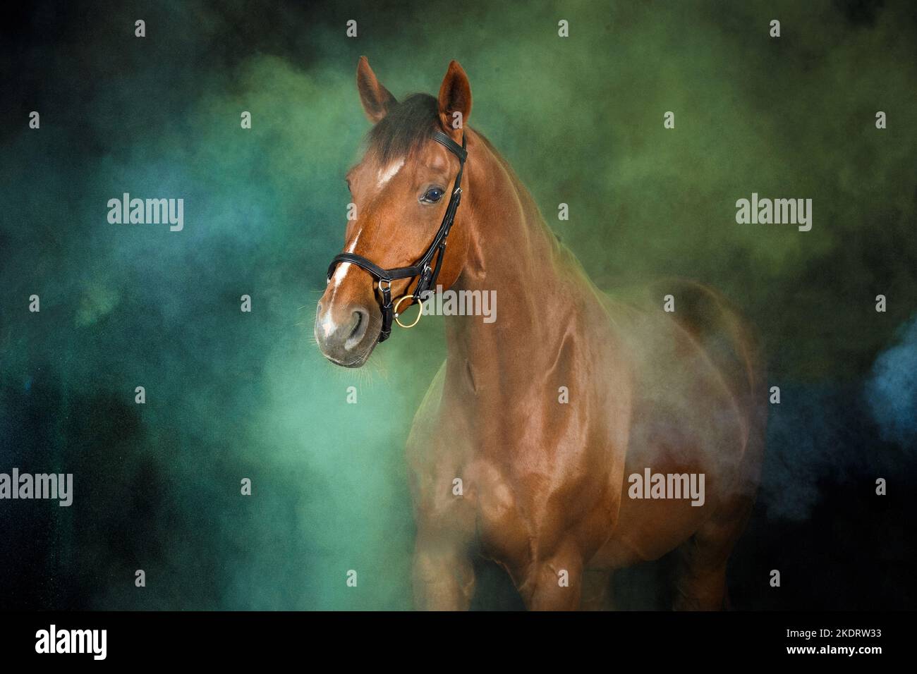 Warmblood with holi colour Stock Photo - Alamy