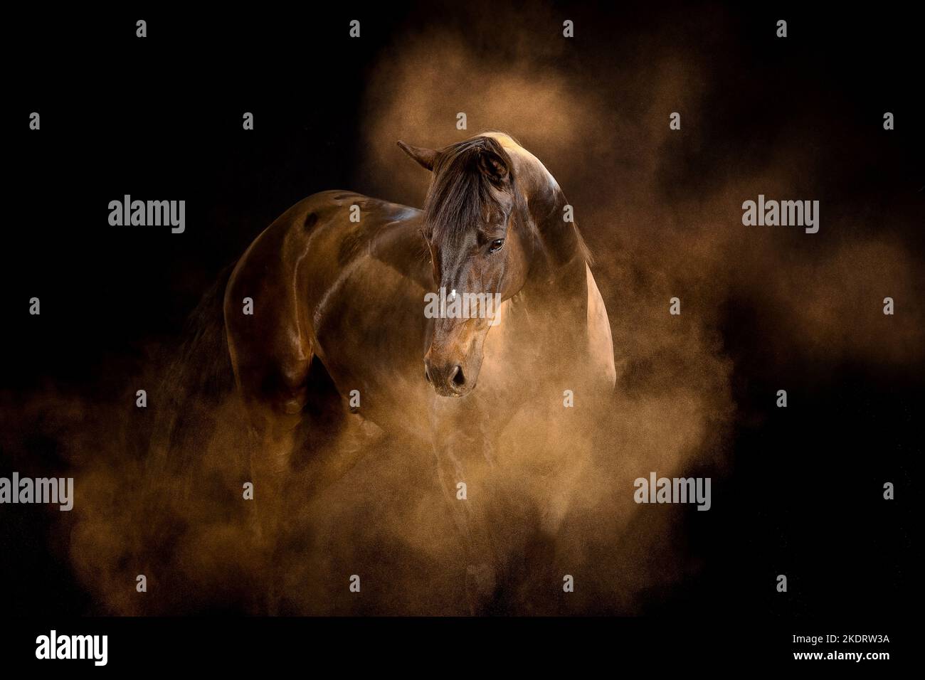 Bay colored purebred horse hi-res stock photography and images - Alamy