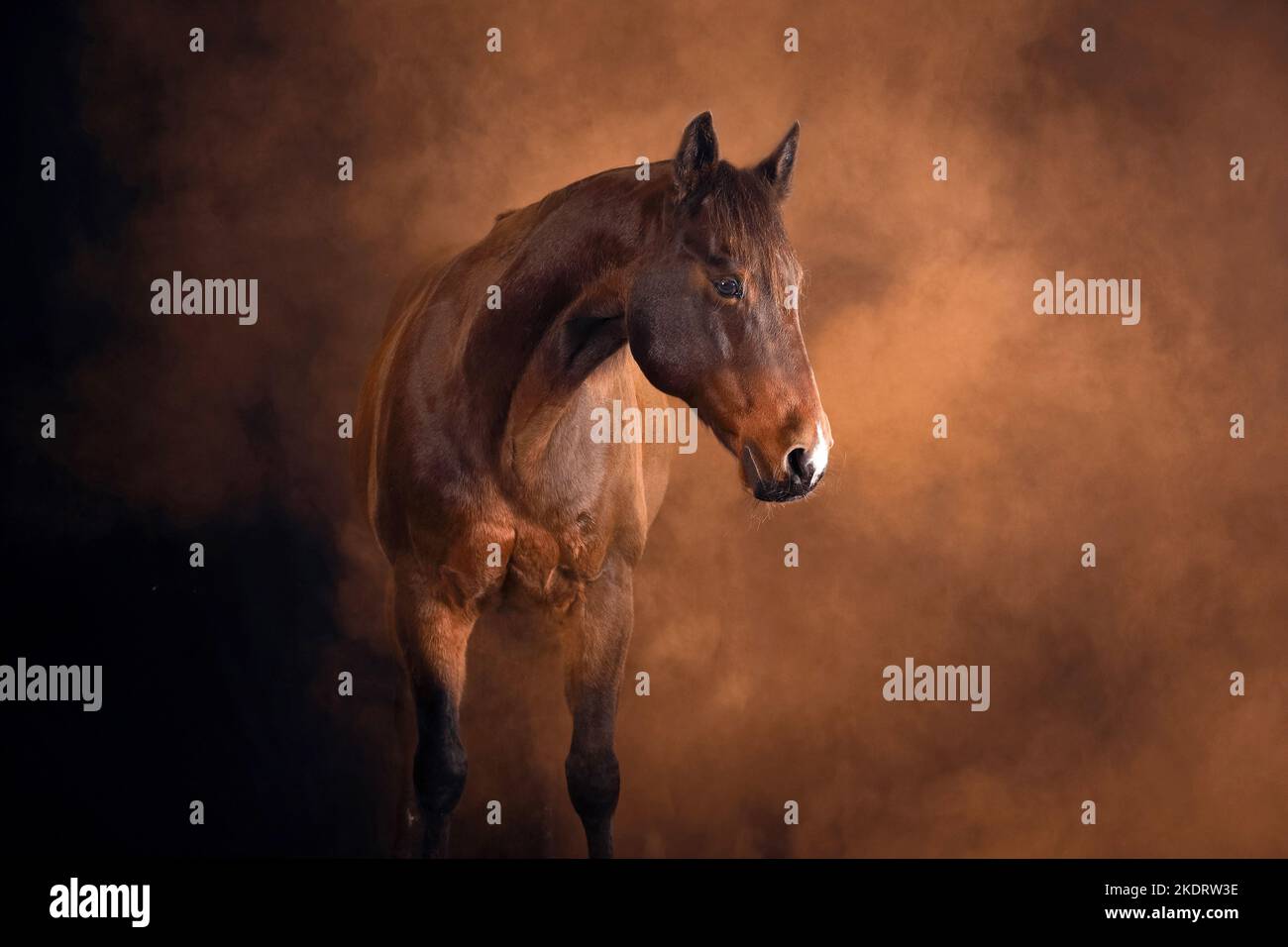 Bay colored purebred horse hi-res stock photography and images - Alamy