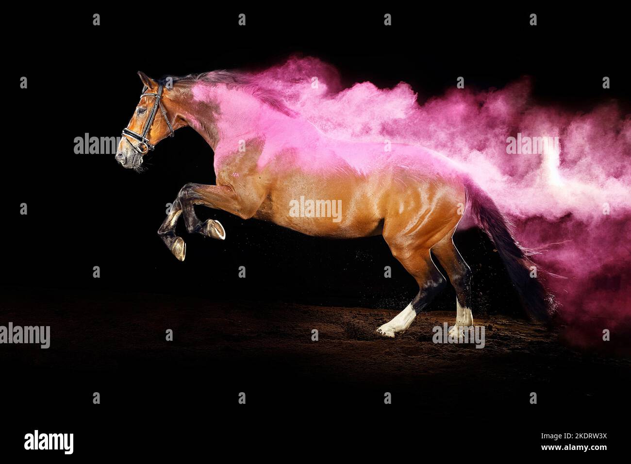 Holstein Horse with holi powder Stock Photo - Alamy