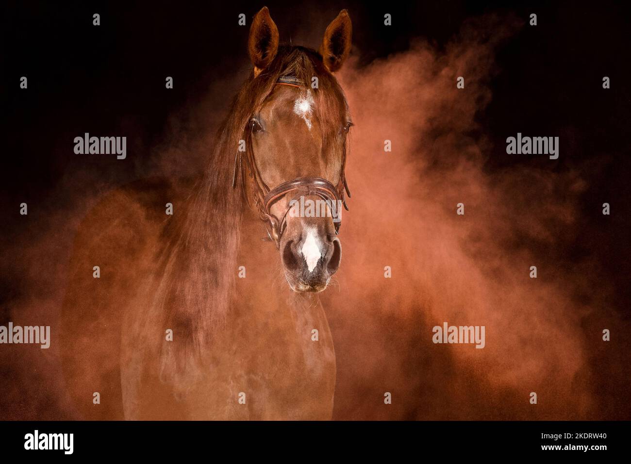 Warmblood with holi colour Stock Photo - Alamy